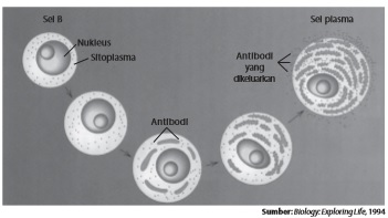 ️ Sistem Pertahanan Tubuh Sel Kekebalan Antibodi Darah Antigen Protein ...
