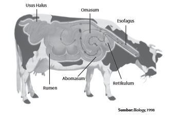 ️ Sistem Pencernaan Makanan Fungsi Lemak Protein Enzim Kelenjar Ludah ...