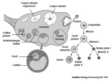 ️ Sistem Reproduksi Manusia Hormon Tumbuhan Proses Ovarium Uterus Fase ...